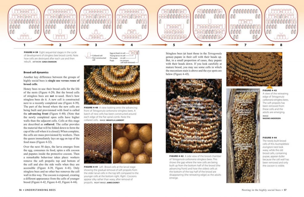 The Australian Native Bee Book: Keeping Stingless Bee Hives For Pets ...